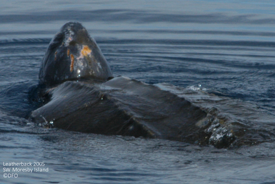 Leatherbacks in BC! | MERS Marine Education & Research Society