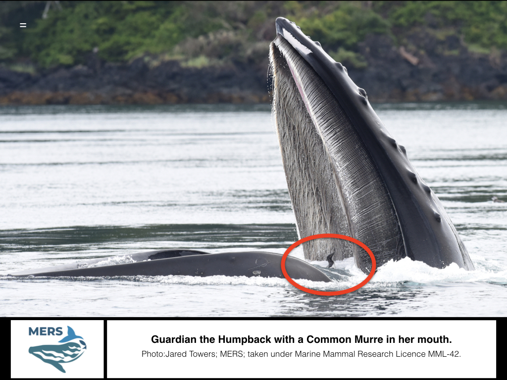 A Humpback With 11 Birds in His Mouth? | MERS Marine Education ...